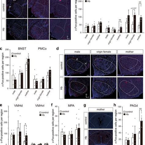 Hemoglobin Enhances Rearing A Type Of Exploratory Behavior In