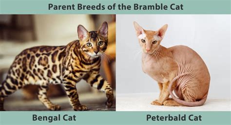 Bramble Cat Pictures Info Care Guide And More Hepper