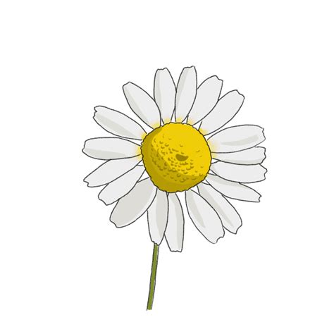 カモミールのイラスト｜01｜フリー素材 Greenstock40