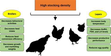 Potential Impacts Caused By High Stocking Density On Birds Download