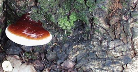 Ganoderma Butt Rot Of Urban Trees Davey Tree
