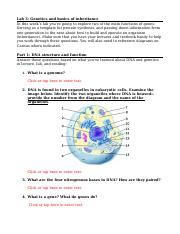 Lab 3 Genetics And Basics Of Inheritance Docx Lab 3 Genetics And