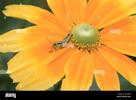 Grasshopper And Gloriosa Daisy Yellow Daisy Black Eyed Susan Brown Eyed