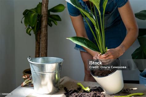 한 여성이 화분에 담긴 관엽 식물을 배수로있는 새로운 토양에 이식합니다 Spathiphyllum 감각 화분 식물 관리 급수 수정