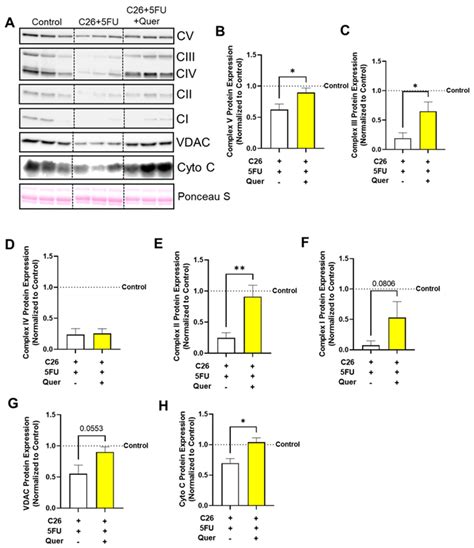 Quercetin Increased Mitochondrial Content Proteins A Representative