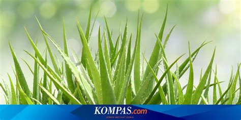 Bagaimana Tanaman Bisa Menyaring Udara