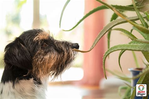 5 Mejores Concentrados Para Perros Con Problemas Digestivos