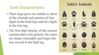 Caracal Caracal Powerpoint Presentationby Oyengo Joseph Pptx