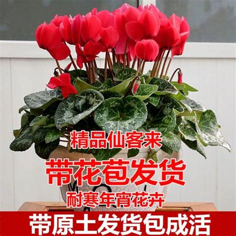 仙客来花卉图片 配图网