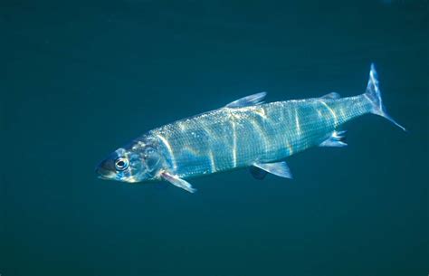 Felchenmast Im Bodensee Fischproduktion Steht In Kritik BLINKER