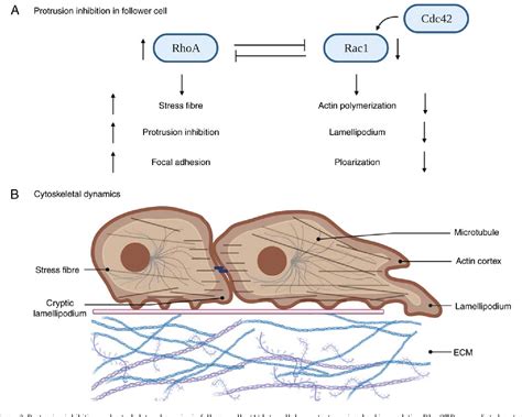 Figure 3 From Tumour Follower Cells A Novel Driver Of Leader Cells In Collective Invasion
