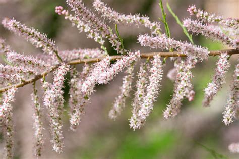 작은 꽃이 피는 Tamarix Parviflora는 작은 분홍색 꽃이있는 관상용 식물입니다 프랑스 타마 리스크 낙엽 초본 나뭇