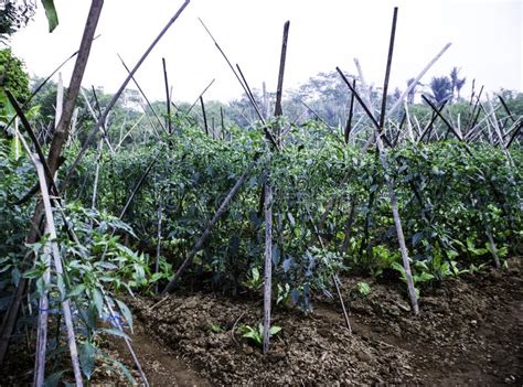 Field Of Chili Tree In Tropical Rain Stock Image Image Of Fruit