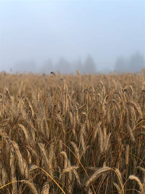 Русское поле Instagram Photo Countryside Photo And Video