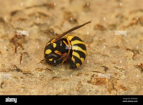 Antidefensive Roll Up Behaviour In The Small Wasp Chelonites