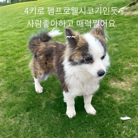 경북 성주 금수면에서 웰시 코기 펨브로크 발견 보호