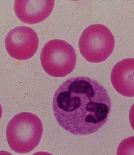 Leukocyte Functions Flashcards Quizlet