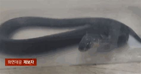 [사반 제보] 아들 뭘 산거야 Sns로 코브라 샀다가 물려