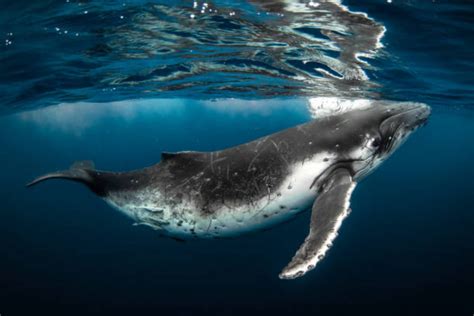 El inesperado papel de las ballenas en la lucha contra el cambio climático