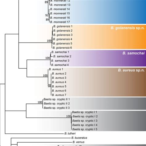 A Maximum Likelihood Phylogenetic Reconstruction Based On Sequences Of