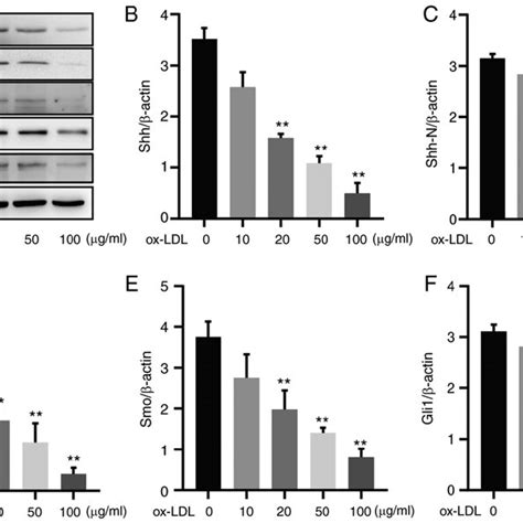 Ox Ldl Induced Huvec Apoptosis And The Phosphorylation Of Nf κb A