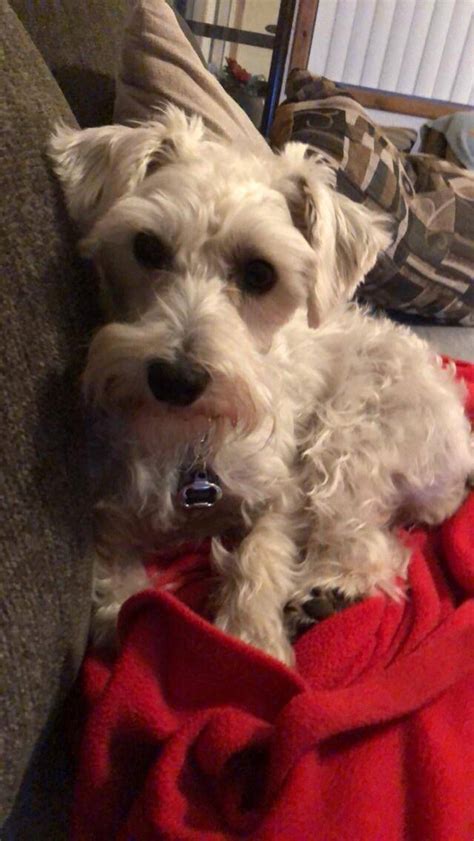 Meet Reggie Scrolller