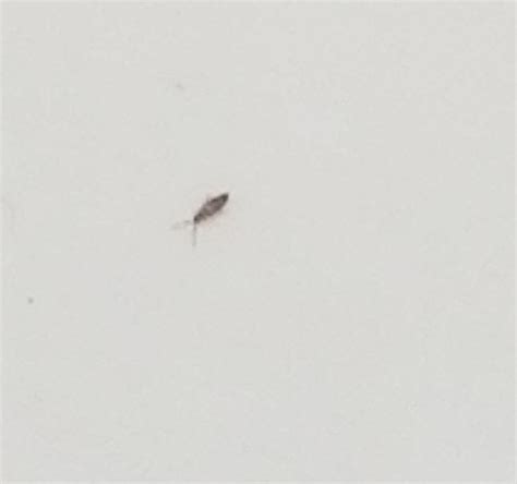 Small Bugs With Wings In Bedroom