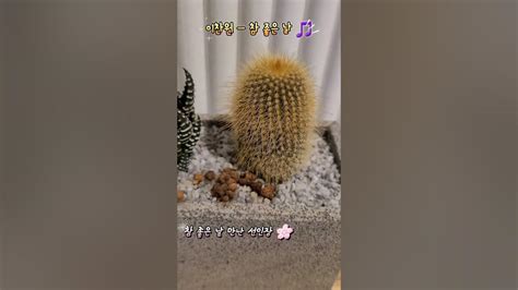 귀여운 선인장🌵 이찬원의 참 좋은 날🎵💕 Youtube