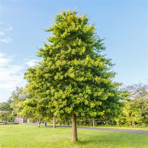 Oak Pin Pine Lane Nursery