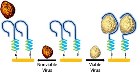 Biosensor Spots Viable Viruses