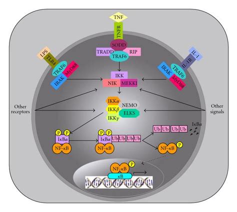 Nf κb Signaling Pathway A Cartoon Representing The Cascade Of