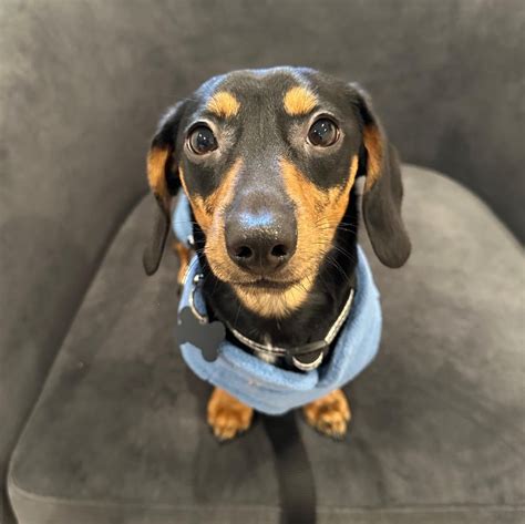 Adopt Oscar Today Find Paw Pal