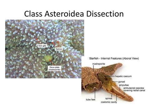 PPT Lab 13 PowerPoint Presentation Free Download ID 2065554