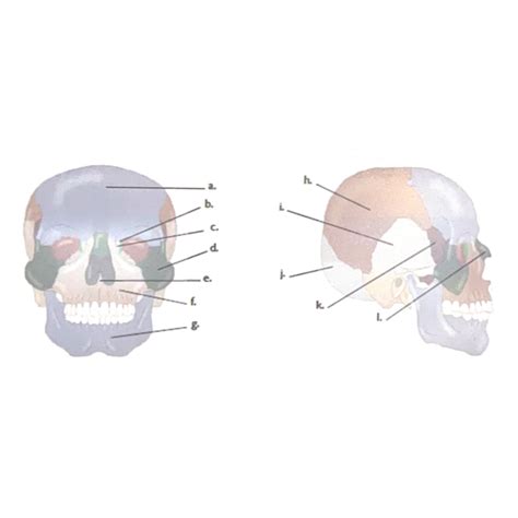 Module Lab Test Skull Diagram Quizlet