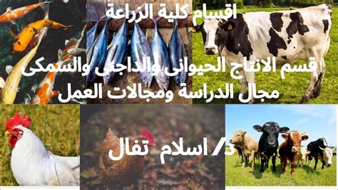 اقسام كلية الزراعة قسم الانتاج الحيوانى والداجنى والسمكى مجال الدراسة