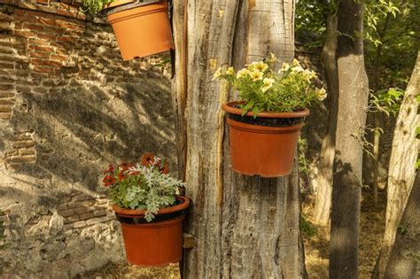 Premium Photo A Tree Trunk Laden With Flower Pots