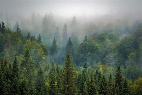 Pohon Pinus Habitat Sebaran Morfologi Manfaat Budidaya