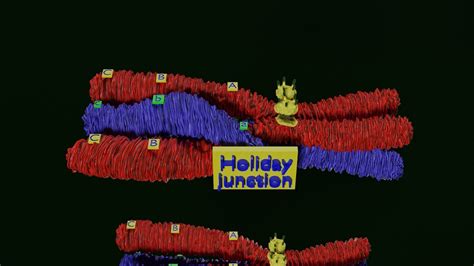 Chromosome Genetic Recombination 3d Model Superhive Formerly Blender Market