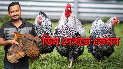 তিনটা ওয়েনডট মুরগি একসাথে ডিম দিল 👉 বিদেশি মুরগি খামার Joy Chicken