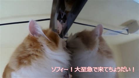 旭川市東光のほんむら動物病院＊看板猫の2匹が新しいお友達を見つけた？【猫鏡パート①】 Youtube