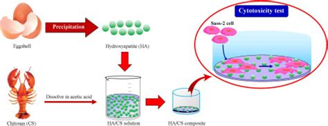 从蛋壳废物和壳聚糖基复合材料开发羟基磷灰石：人类成骨细胞样细胞（saos 2）培养物的体外行为。 International Journal Of Biological
