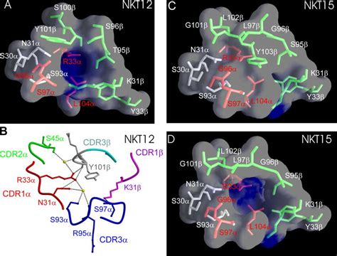 The Ag Binding Interface Of Ntk12 And Nkt15 Tcrs Contains A Preformed