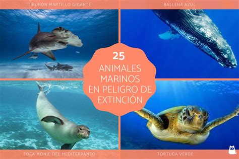 25 Animales Marinos En Peligro De Extinción Nombres Y Fotos