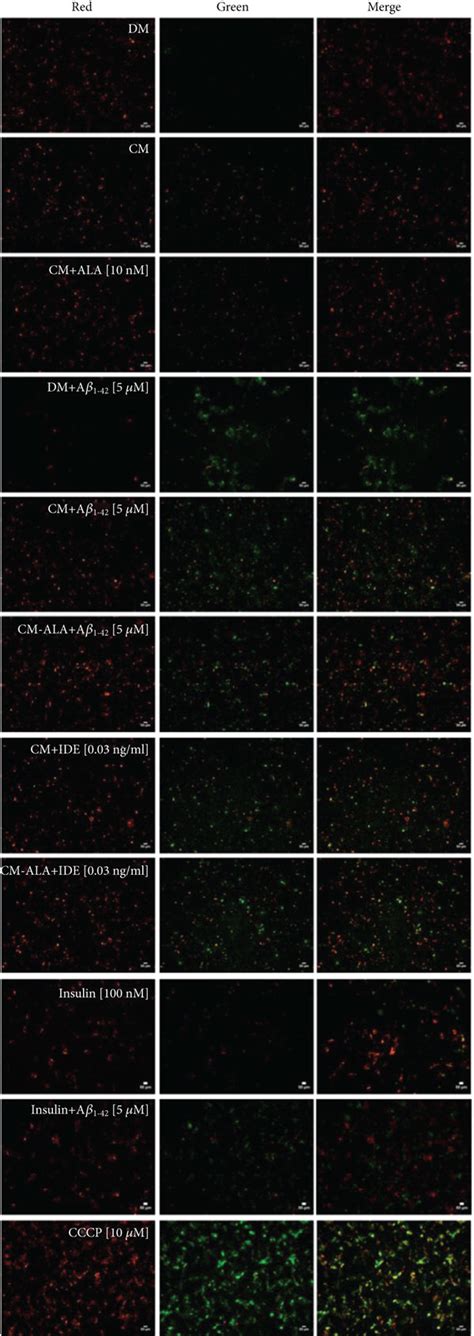The Cm And Ala Cm Pretreatment Inhibits Amyloid β Aβ1 42 Induced