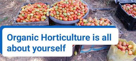 Raphael Kasonde On Linkedin I Found It Difficult To Start Organic Horticulture Research Here We