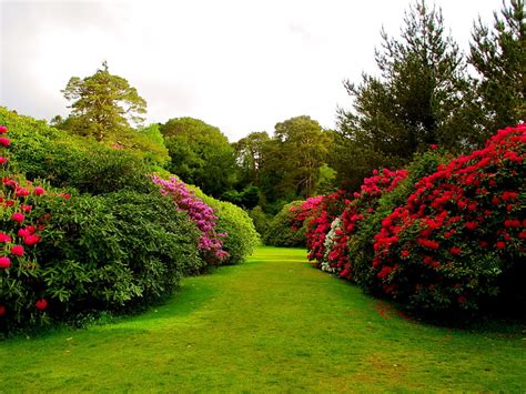 Hd Wallpaper Green Grass Greens Summer The Sun Trees Flowers