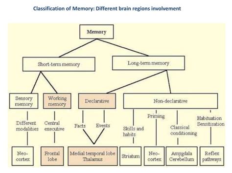 Cerebral Cortex Intellectual Functions Of The Brain Learning And Memory Ppt