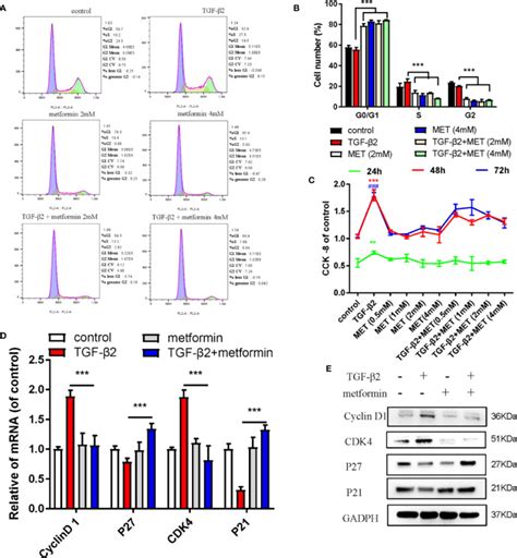 Eye Drops Of Metformin Prevents Fibrosis After Glaucoma Filtration