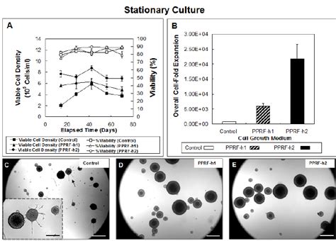 Stationary Culture Of Fetal Cortex Derived Hnpcs In Three Different