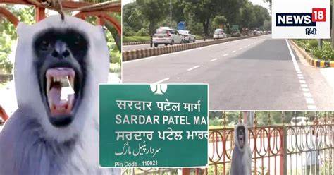 G 20 सम्मेलन के दौरान बंदर भगाने का अनोखा तरीका Ndmc एर‍िया में इन